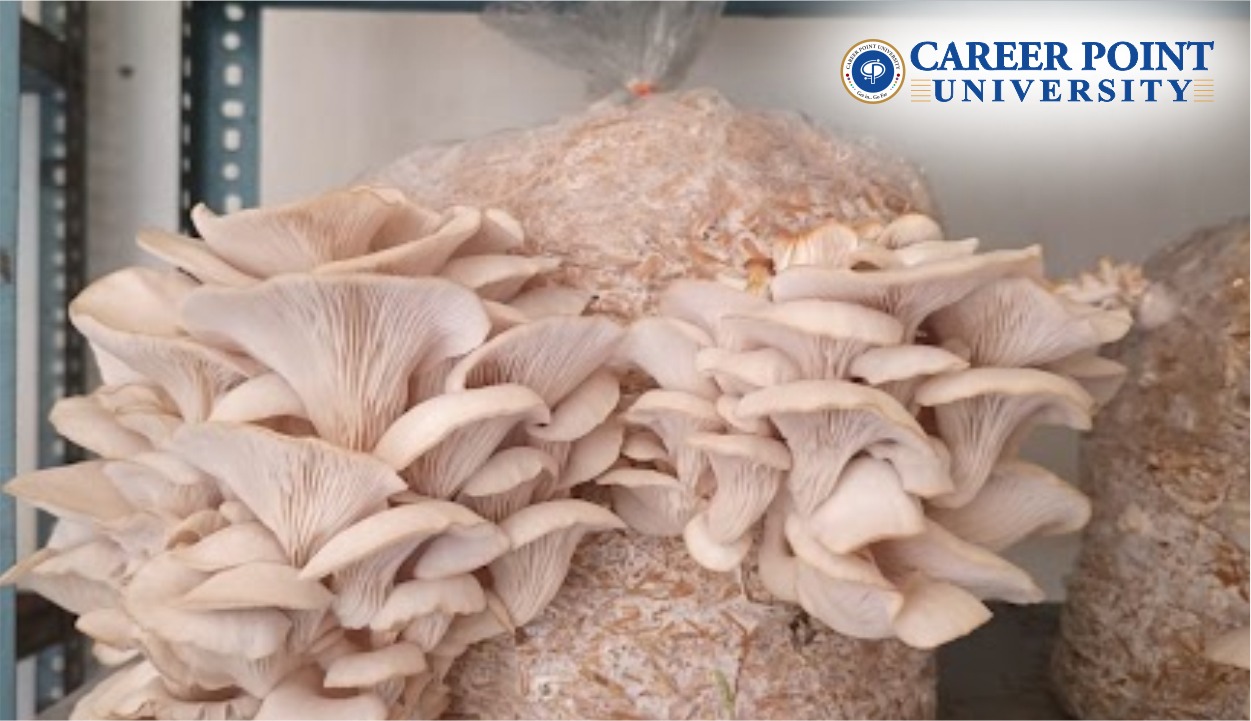 Cultivating Success: Oyster Mushroom Production at Career Point ...
